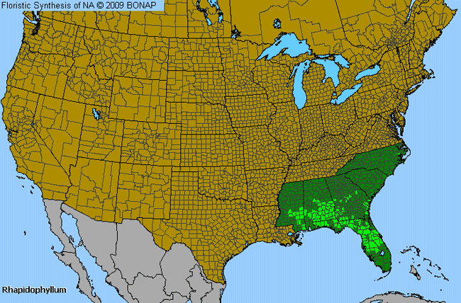 Needle Palm (Rhapidophyllum) Genus Level Details & Allergy Info