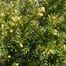 Yew (Taxus) Genus Level Details & Allergy Info