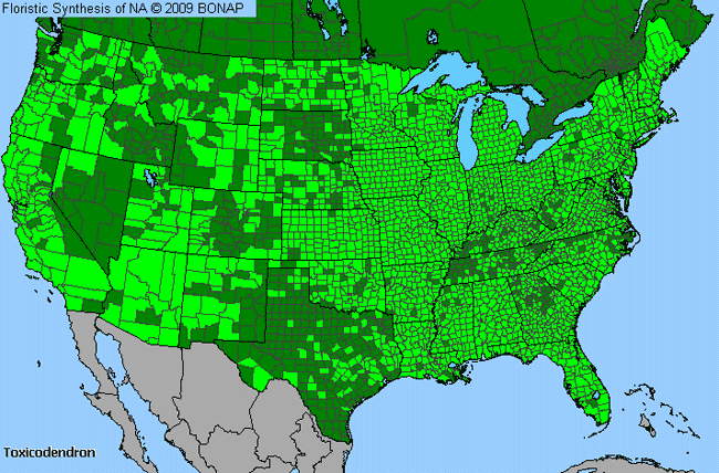 Poison-Ivy, Poison-Oak, Poison-Sumac (Toxicodendron) Genus Level ...