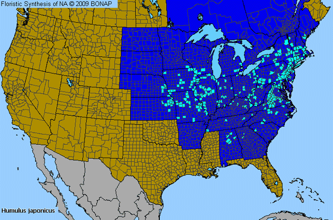 Japanese Hop (Humulus japonicus) Species Details and Allergy Info