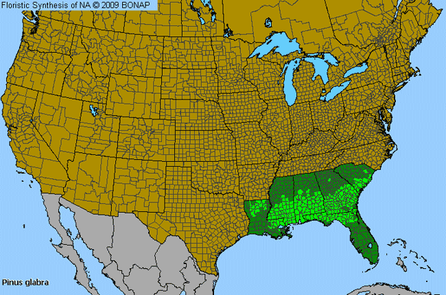 Spruce Pine (Pinus glabra) Species Details and Allergy Info